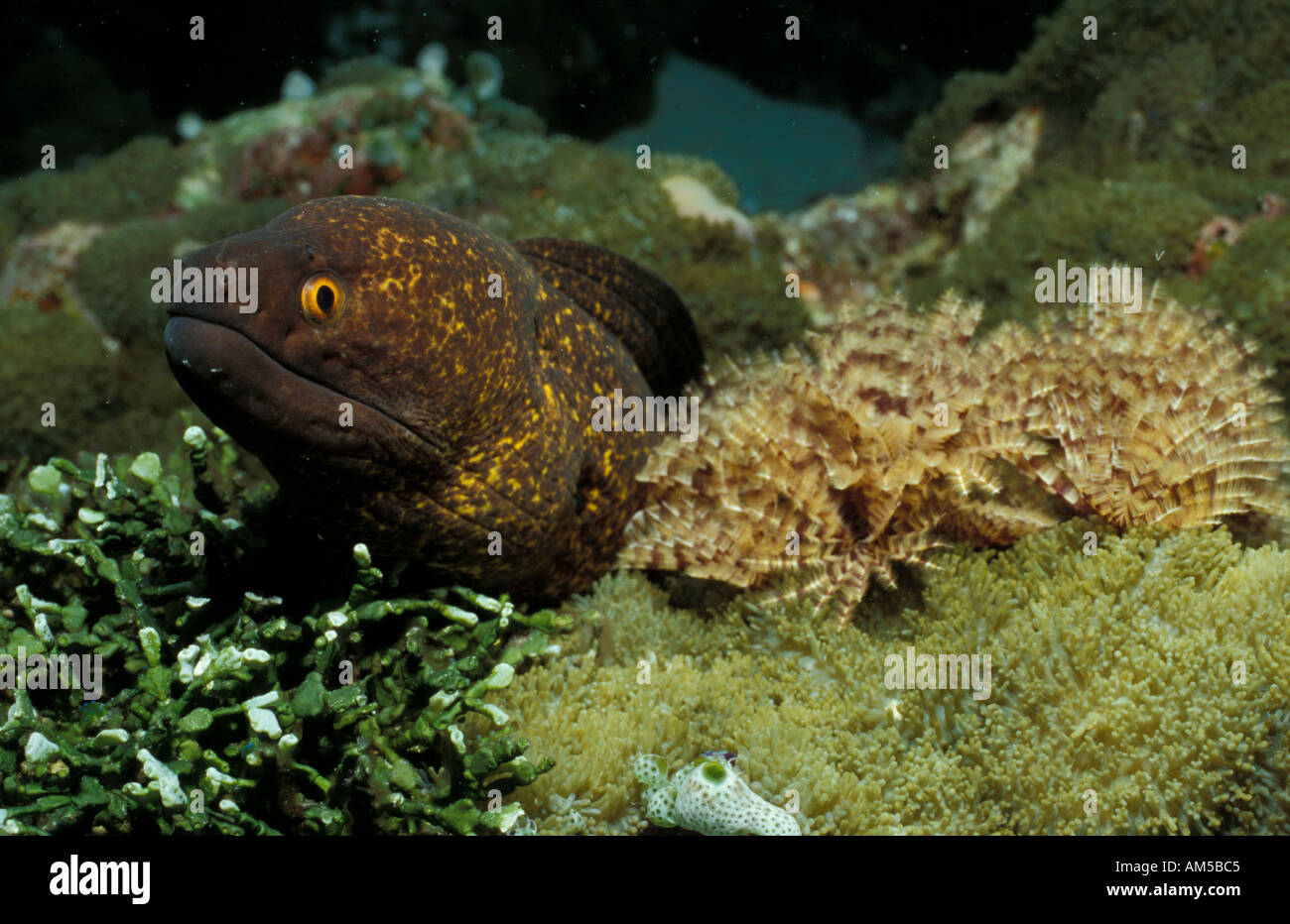 Yellow margined moray Gymnothorax flavimarginatus Stock Photo - Alamy