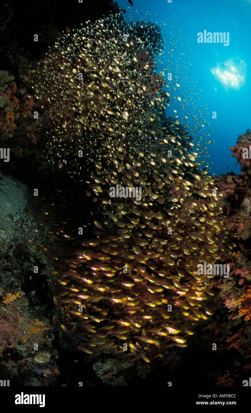 Pisces dwarf hi-res stock photography and images - Alamy