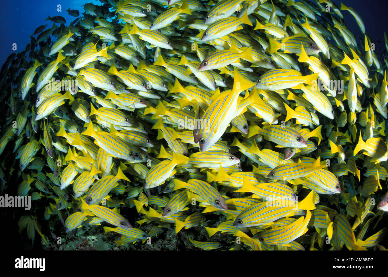 Bluestriped snapper Lutjanus kasmira Stock Photo - Alamy