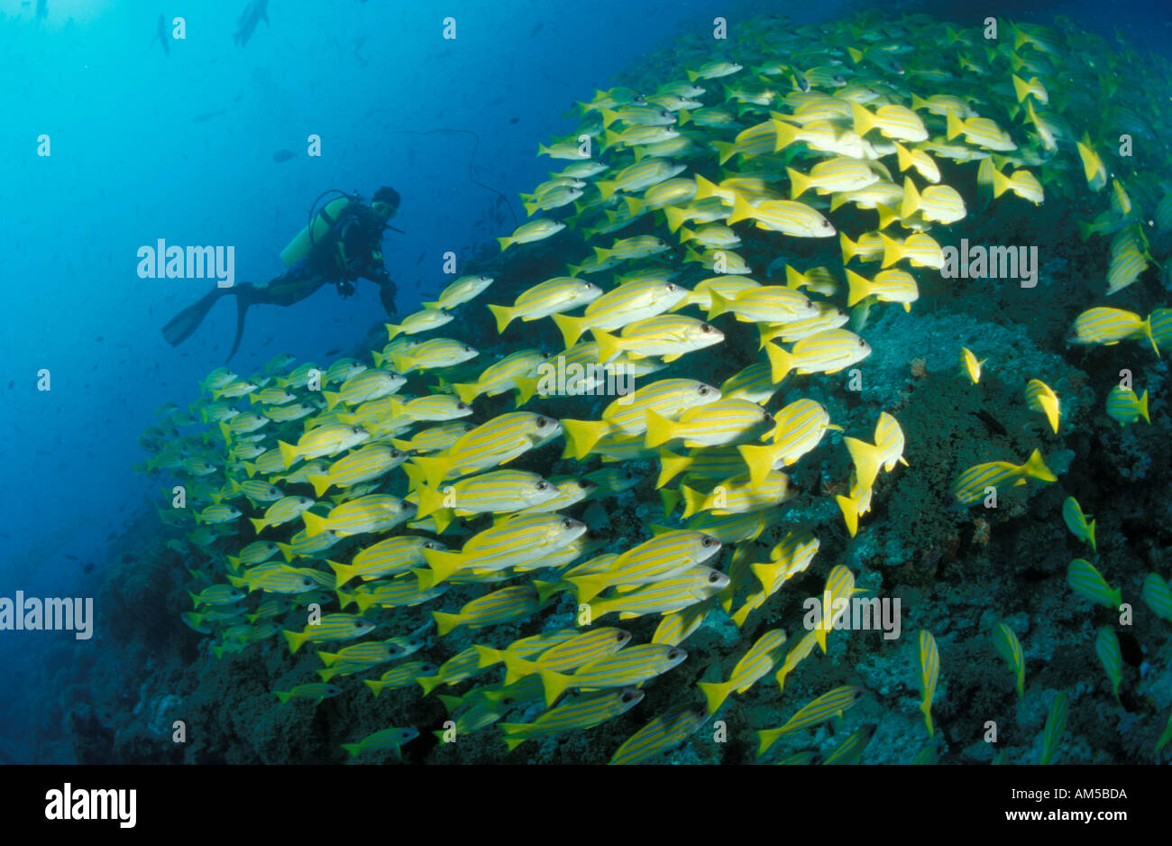 Bluestriped snapper Lutjanus kasmira Stock Photo - Alamy
