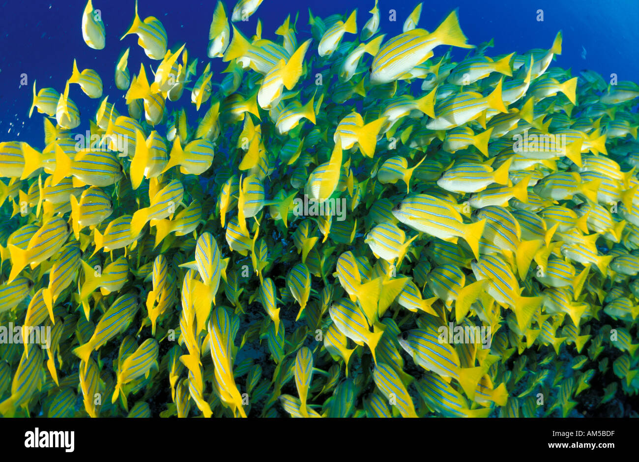 Bluestriped snapper Lutjanus kasmira Stock Photo - Alamy