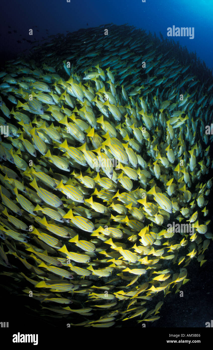 Bluestriped snapper Lutjanus kasmira Stock Photo - Alamy