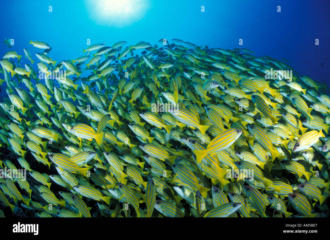 Bluestriped snapper Lutjanus kasmira Stock Photo - Alamy