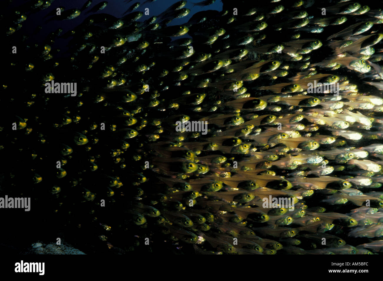 Yellow sweeper Parapriacanthus ransonneti Stock Photo - Alamy