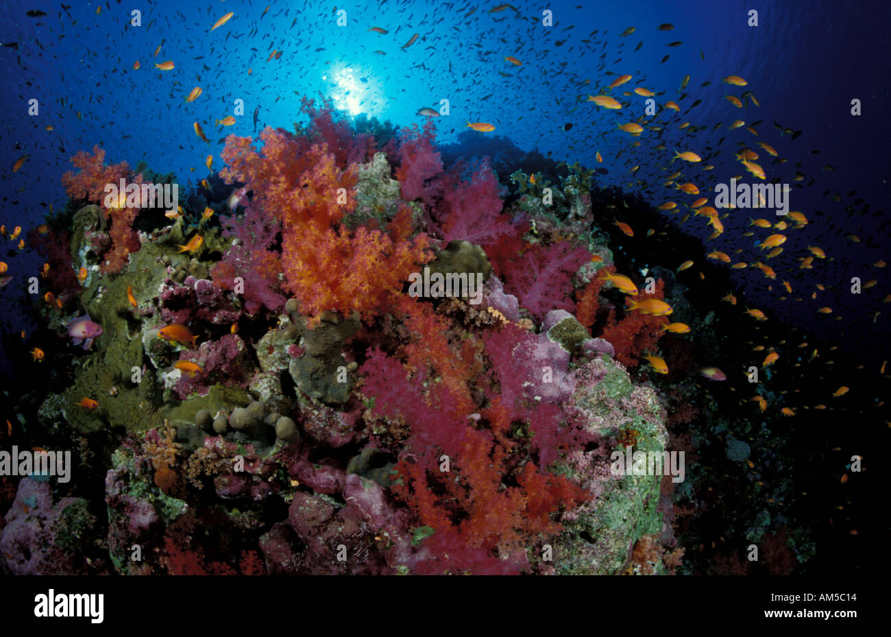 Seascape Elphinstone Reef Egypt Stock Photo - Alamy