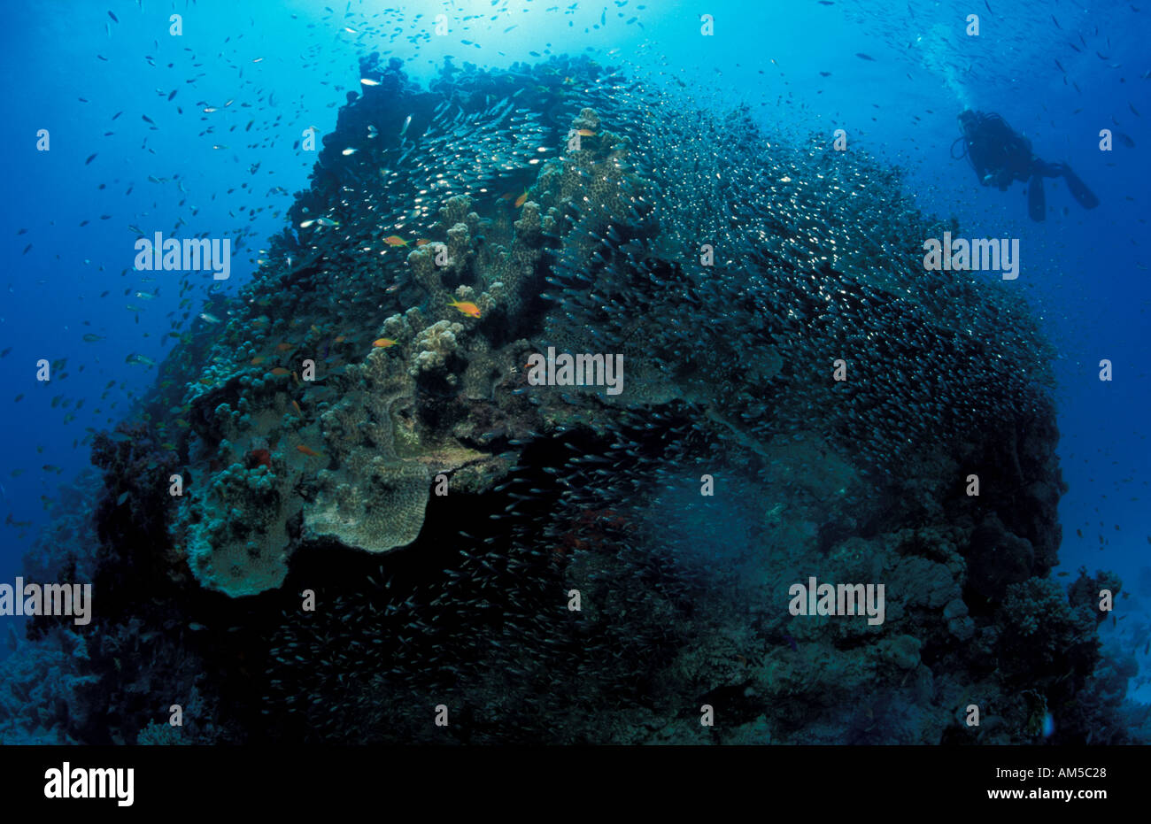 Fish of egypt hi-res stock photography and images - Alamy