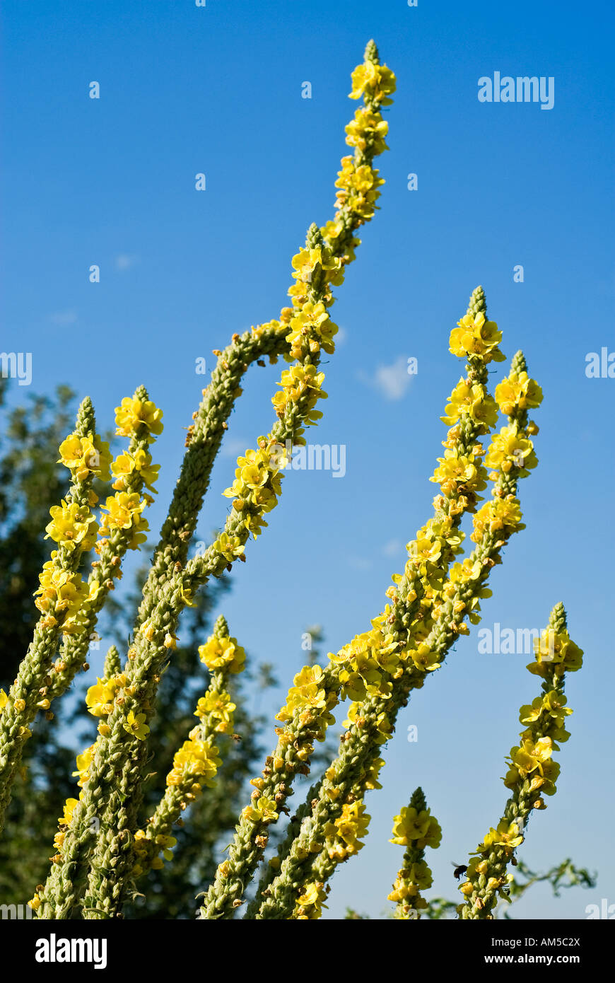Mulleins hi-res stock photography and images - Alamy