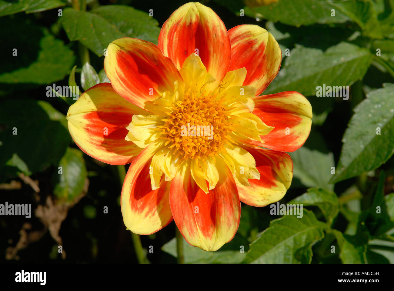 Dahlia (Dahlia hybrida Stock Photo - Alamy