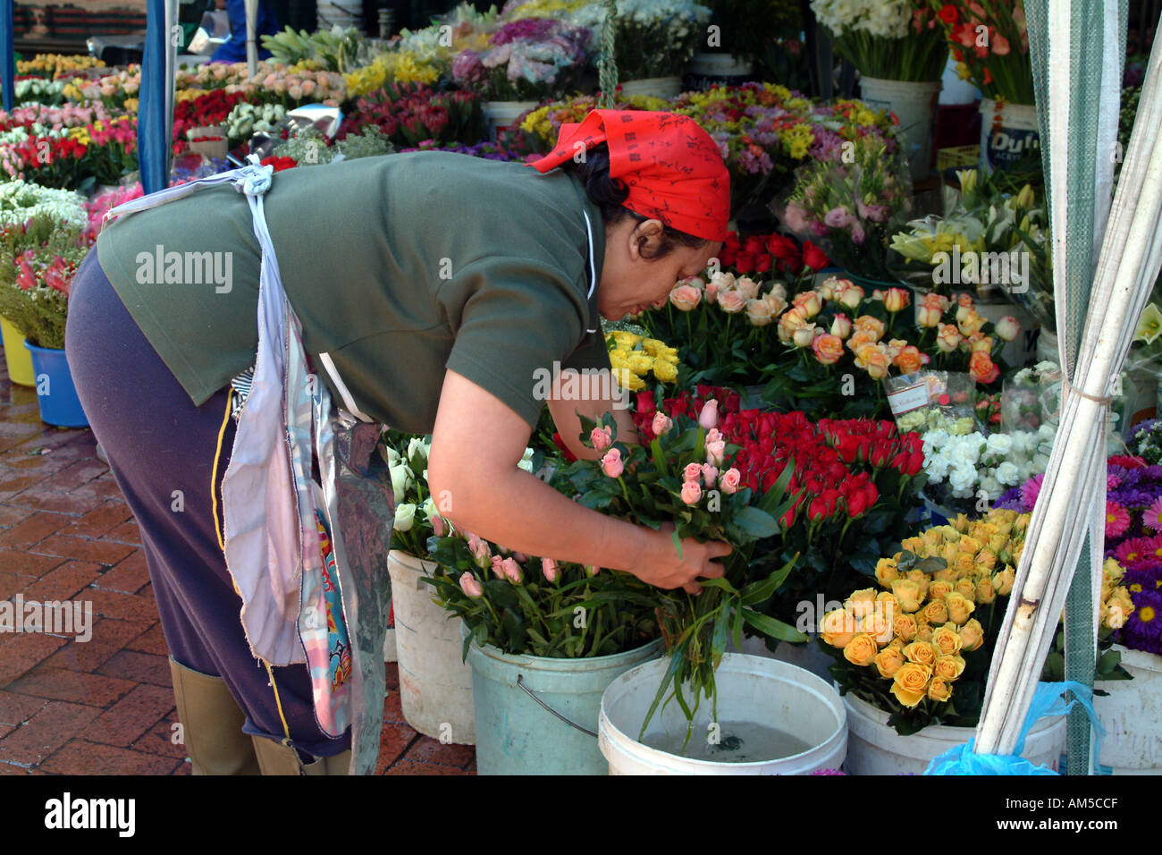 Cape Town South Africa RSA Flower Seller on Adderley Street Stock Photo ...