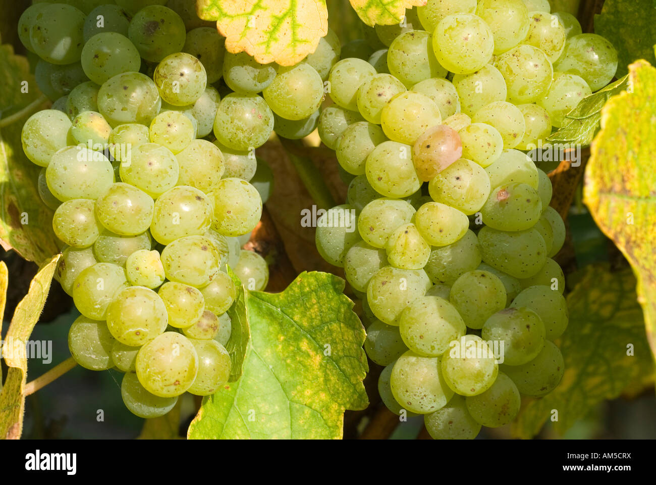 Muller Thurgau Grapes High Resolution Stock Photography and Images - Alamy