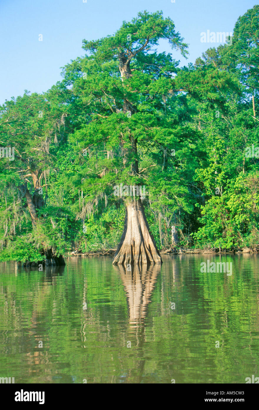 Louisiana State Tree