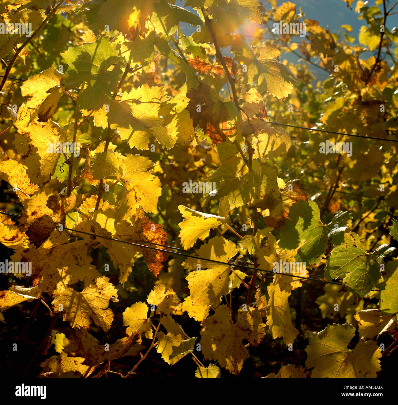 Vine leaves hi-res stock photography and images - Alamy