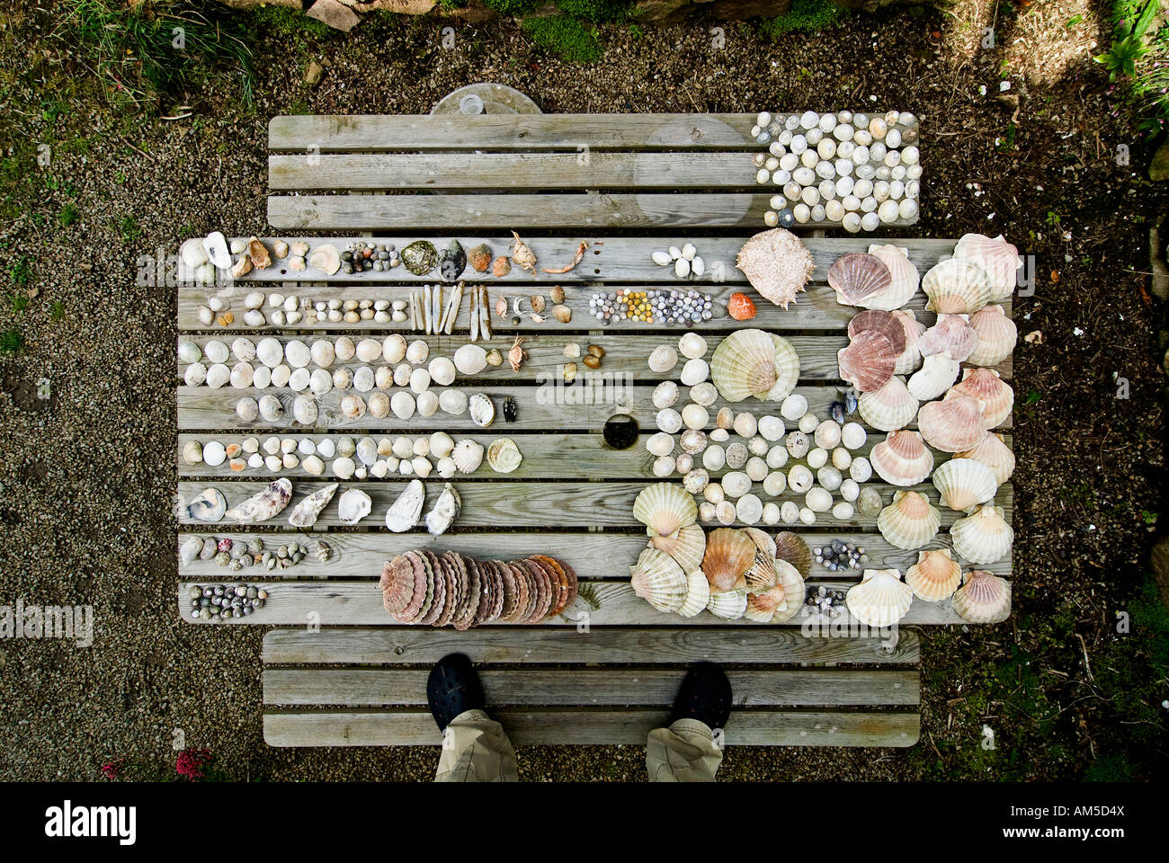 Collection of shells Stock Photo - Alamy