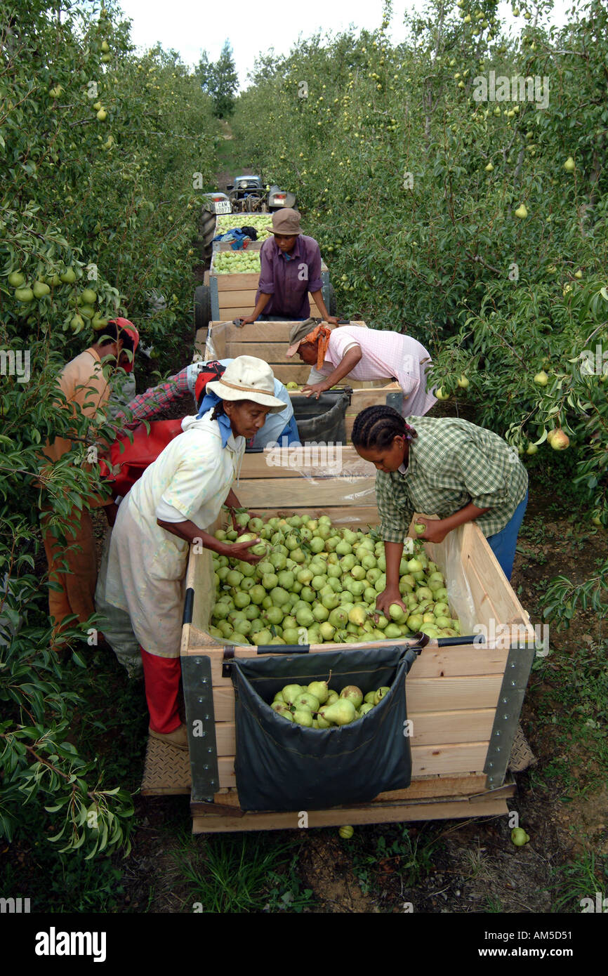 Fruit Farming. Harvesting Packhams Pears in the Overberg near Elgin ...