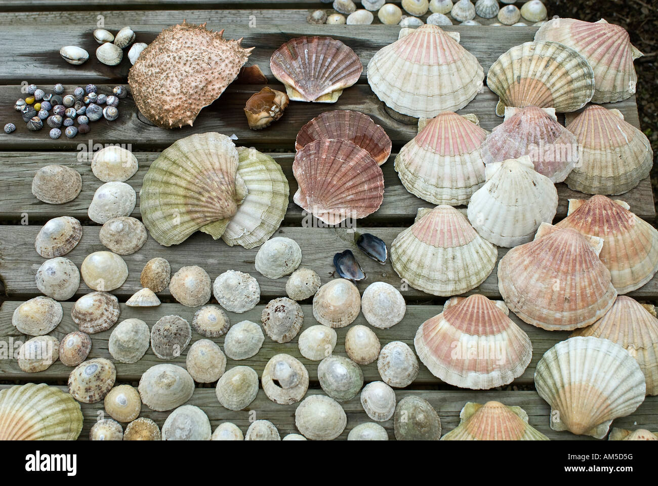 Collection of shells Stock Photo - Alamy