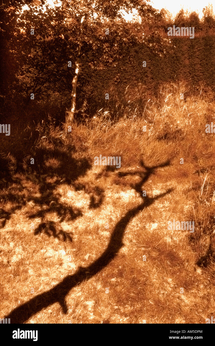 Tree Shadow Stretching Across A Lawn Stock Photo - Alamy