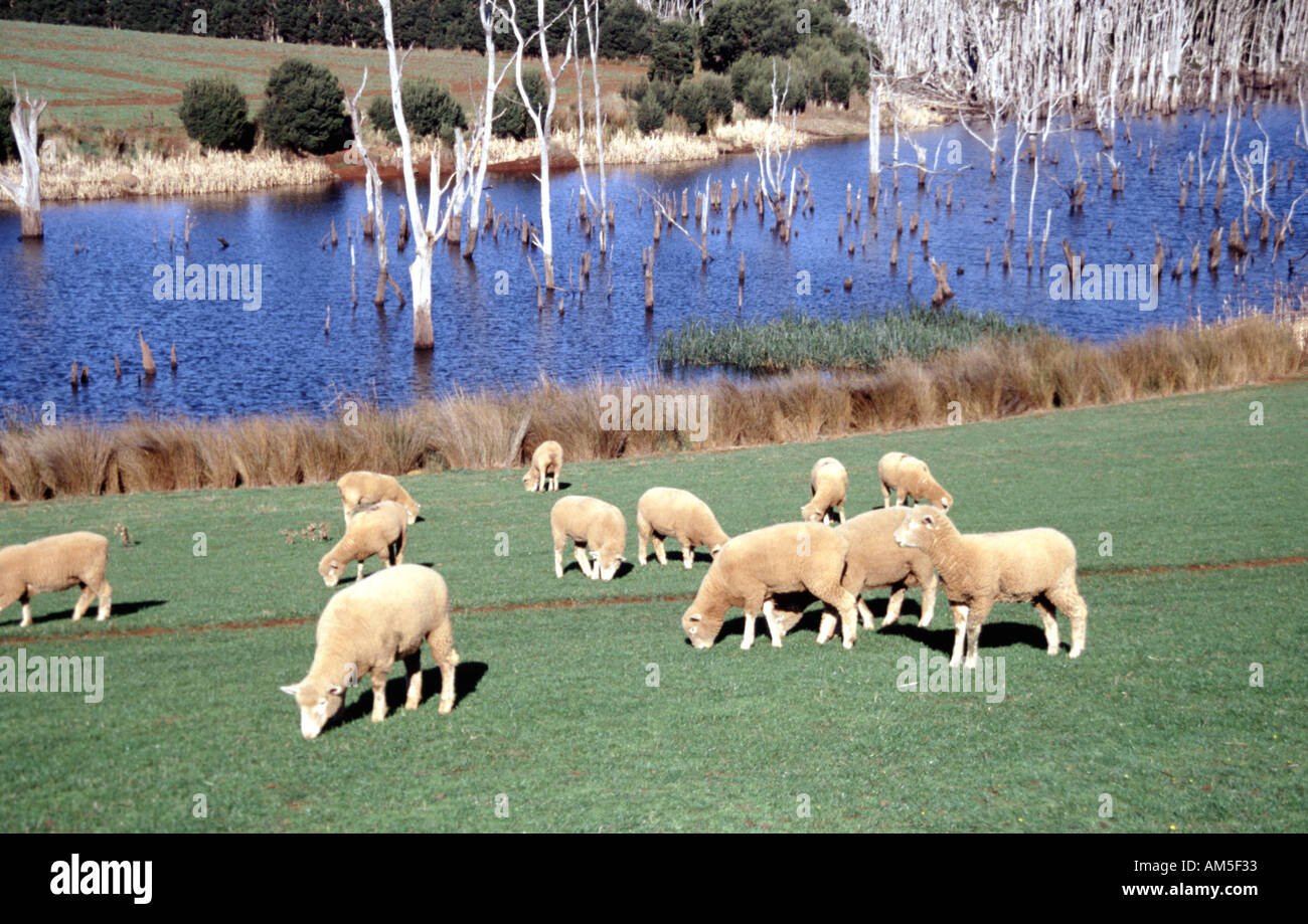 Sheep grazing in Northern Tasmania, Australia Stock Photo - Alamy