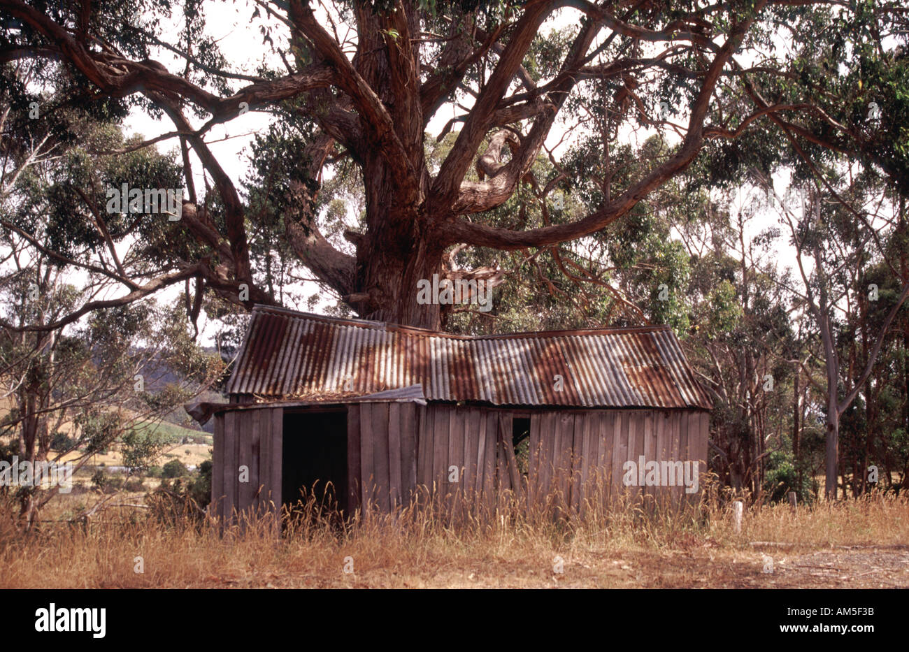 Cygnet tasmania hi-res stock photography and images - Alamy