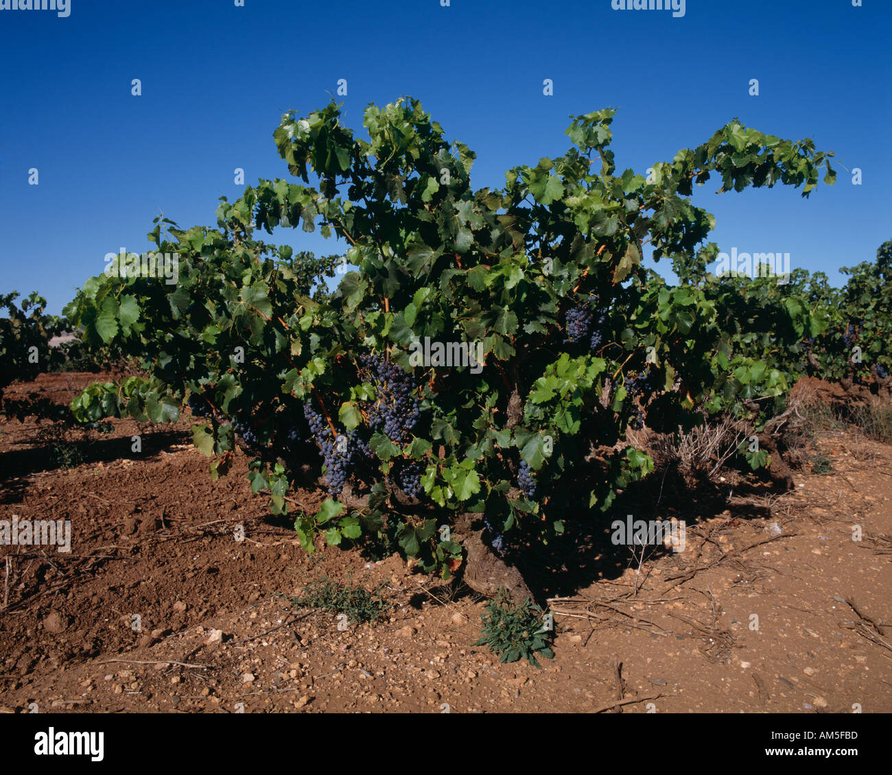 Australia viniculture viticulture hi-res stock photography and images - Alamy
