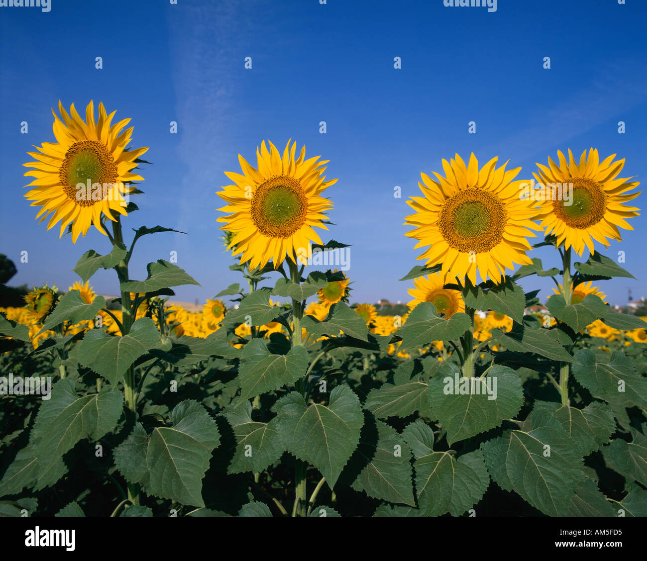 4 sunflowers hi-res stock photography and images - Alamy