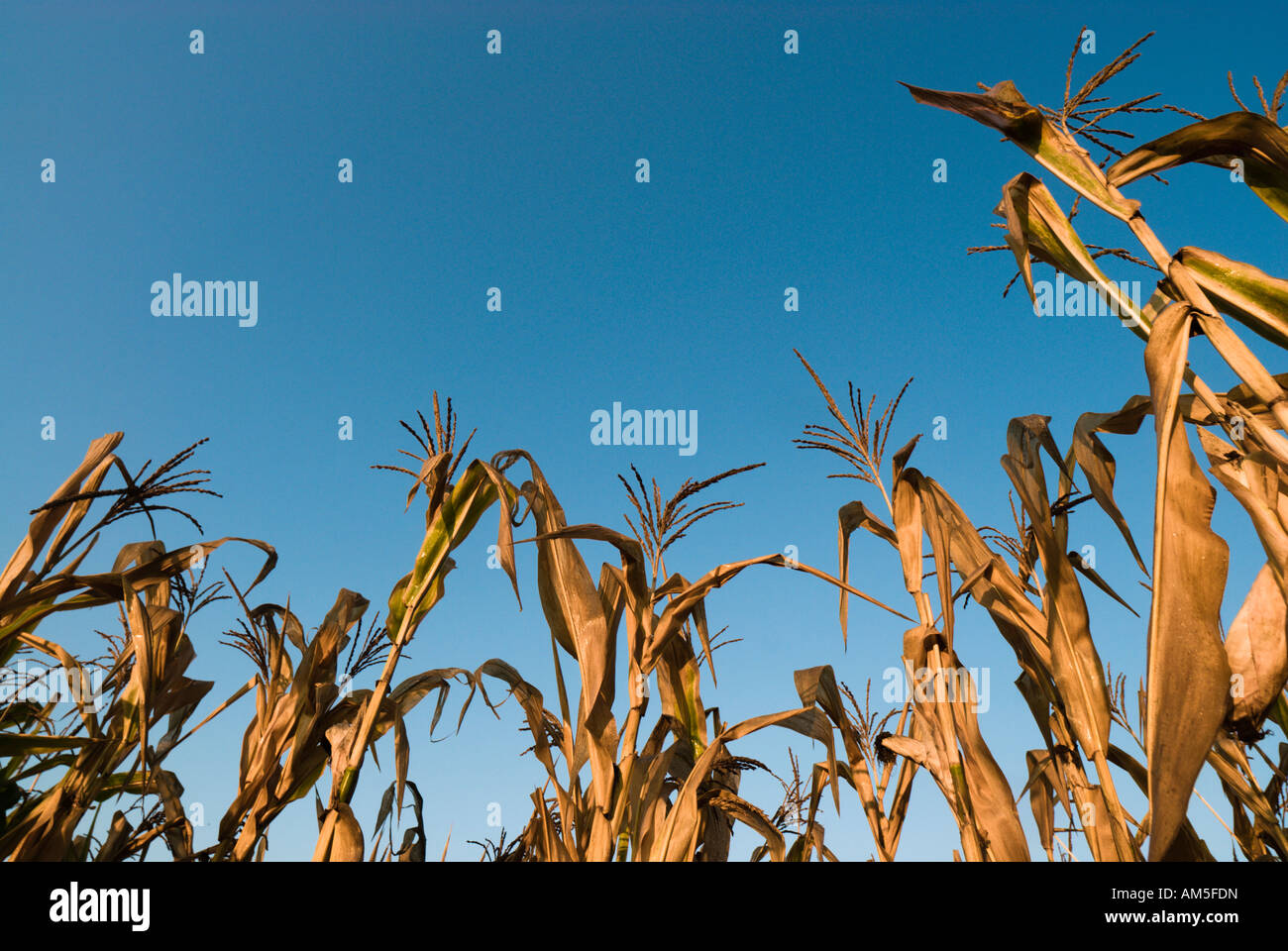 Looking up at dried corn crop on a smallholder farm in Novi Pazar ...