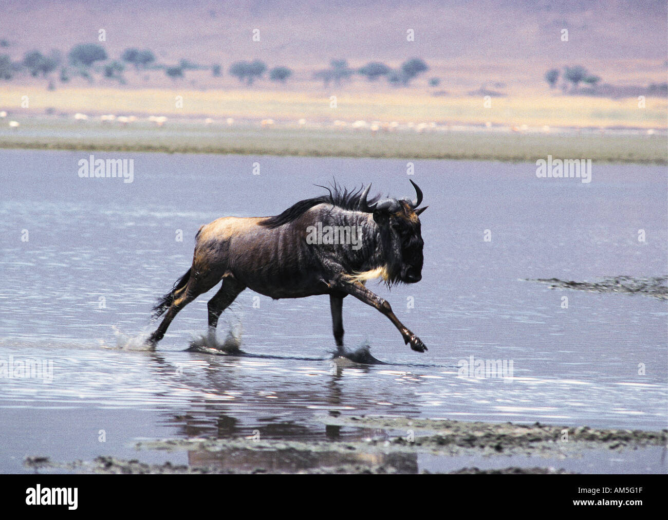 Lone male wildebeest galloping through the shallow water of Lake Magadi ...