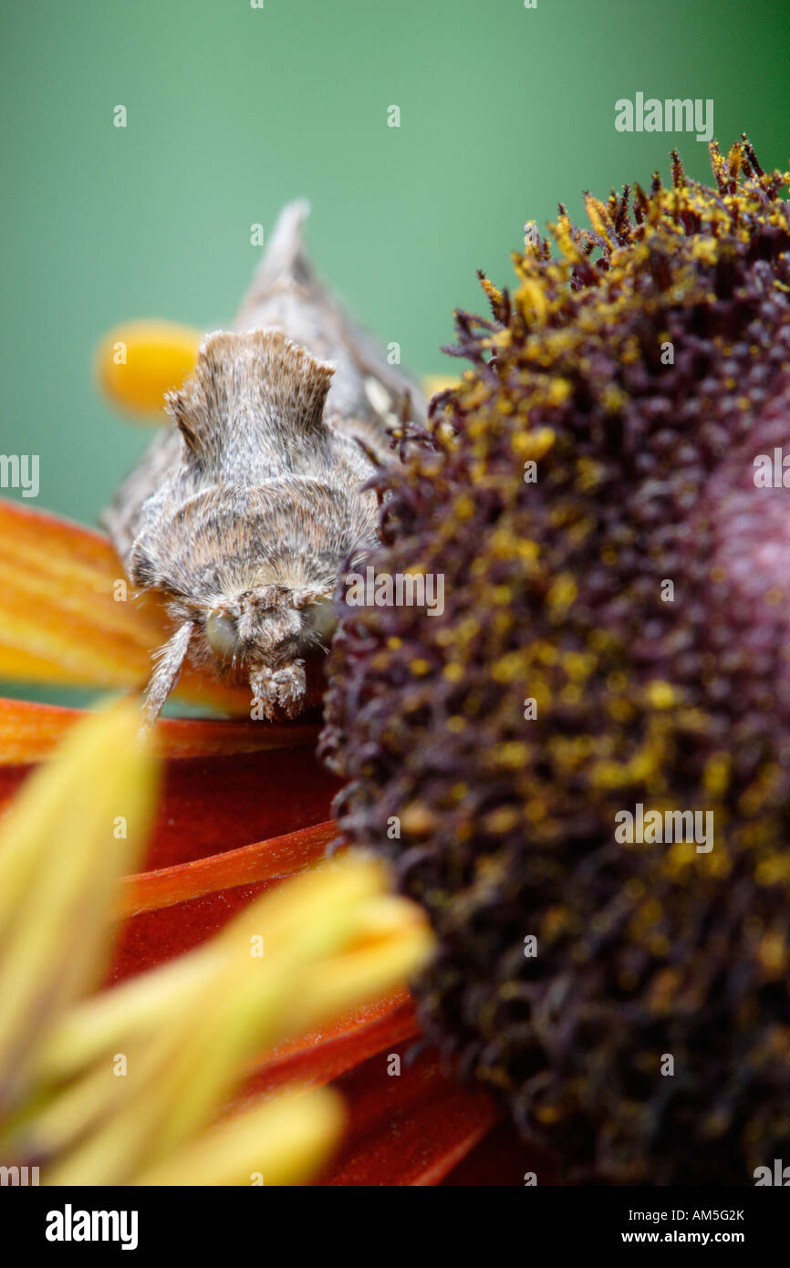 Susan silver hi-res stock photography and images - Alamy