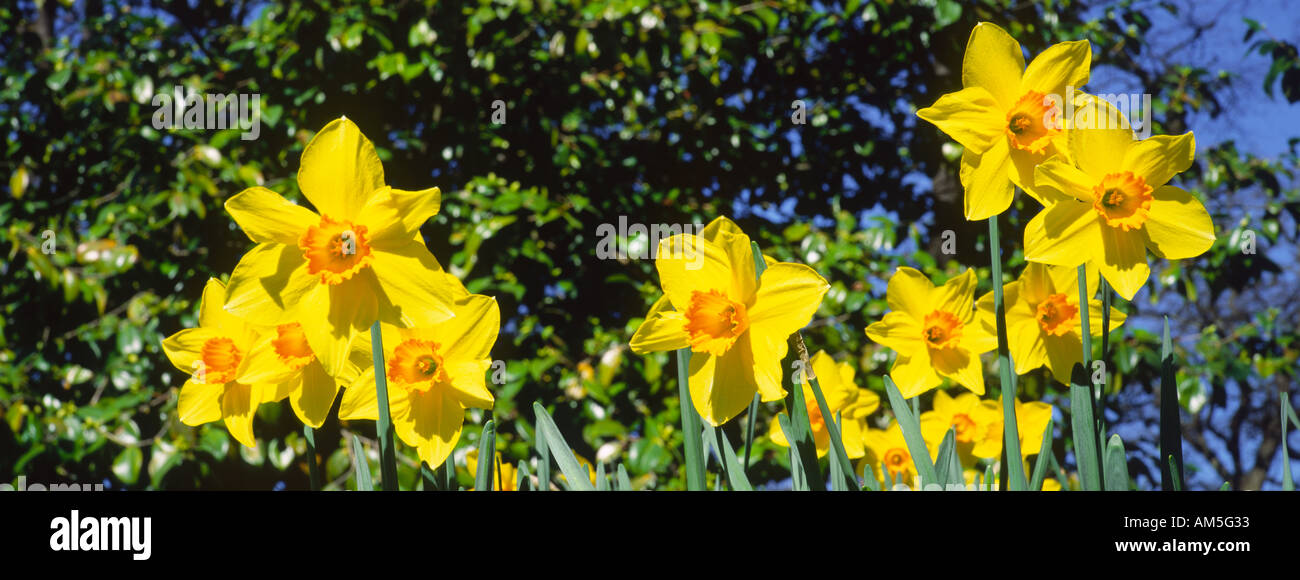 A panoramic of daffodils signalling the beginning of Spring Stock Photo ...