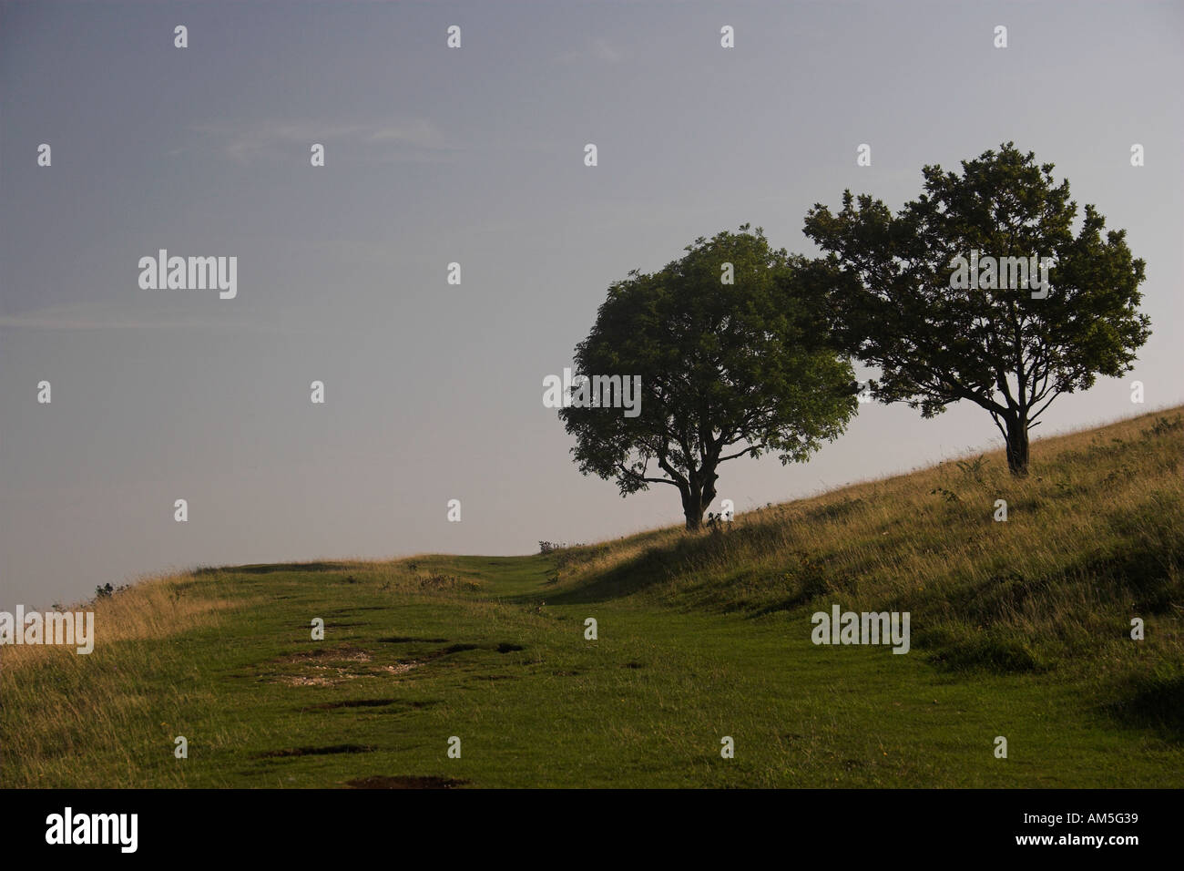 Lone trees on the upper rampart of the Iron Age Hill Fort of Cissbury ...