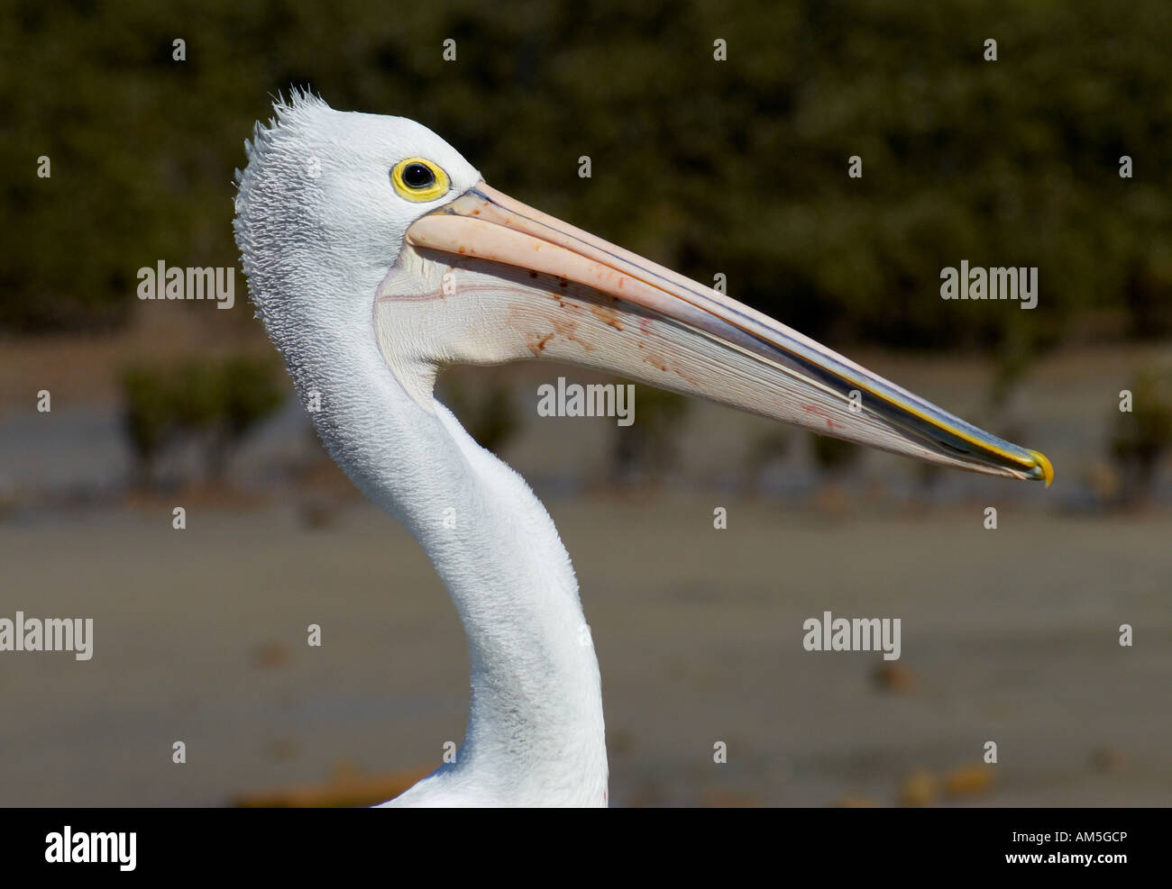 A pelican with blood on its bill after a feed Stock Photo - Alamy