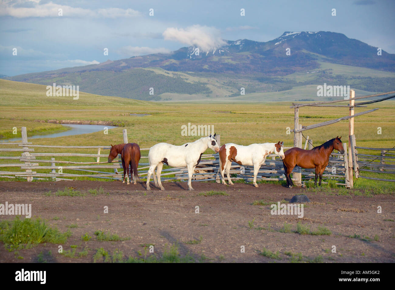 Arabian horses running in corral at Peggy Delaney s ranch in Centennial ...