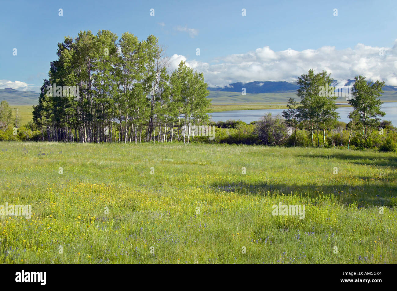 Red Rock Lake in Centennial Valley near Lakeview MT Stock Photo - Alamy