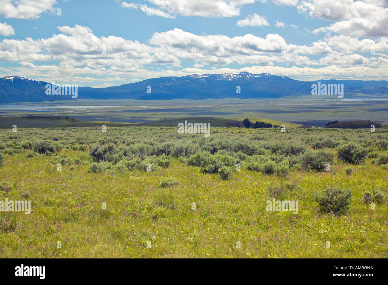 Spring grasslands and flowers in Centennial Valley near Lakeview MT ...