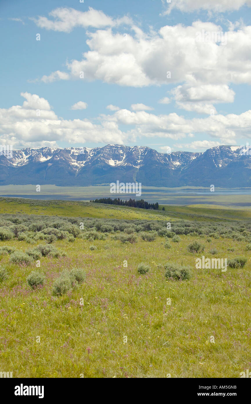 Spring grasslands and flowers in Centennial Valley near Lakeview MT ...