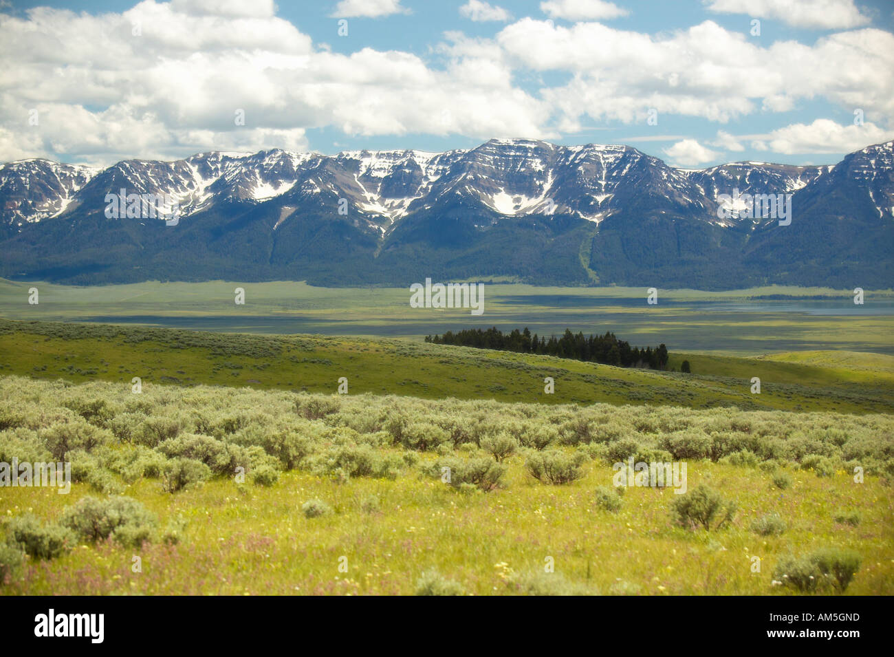Spring grasslands and flowers in Centennial Valley near Lakeview MT ...