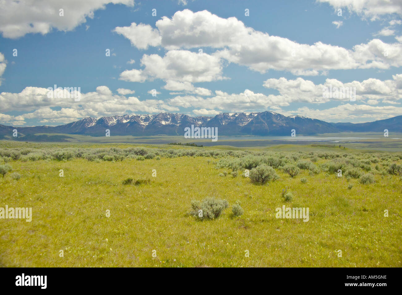 Spring grasslands and flowers in Centennial Valley near Lakeview MT ...