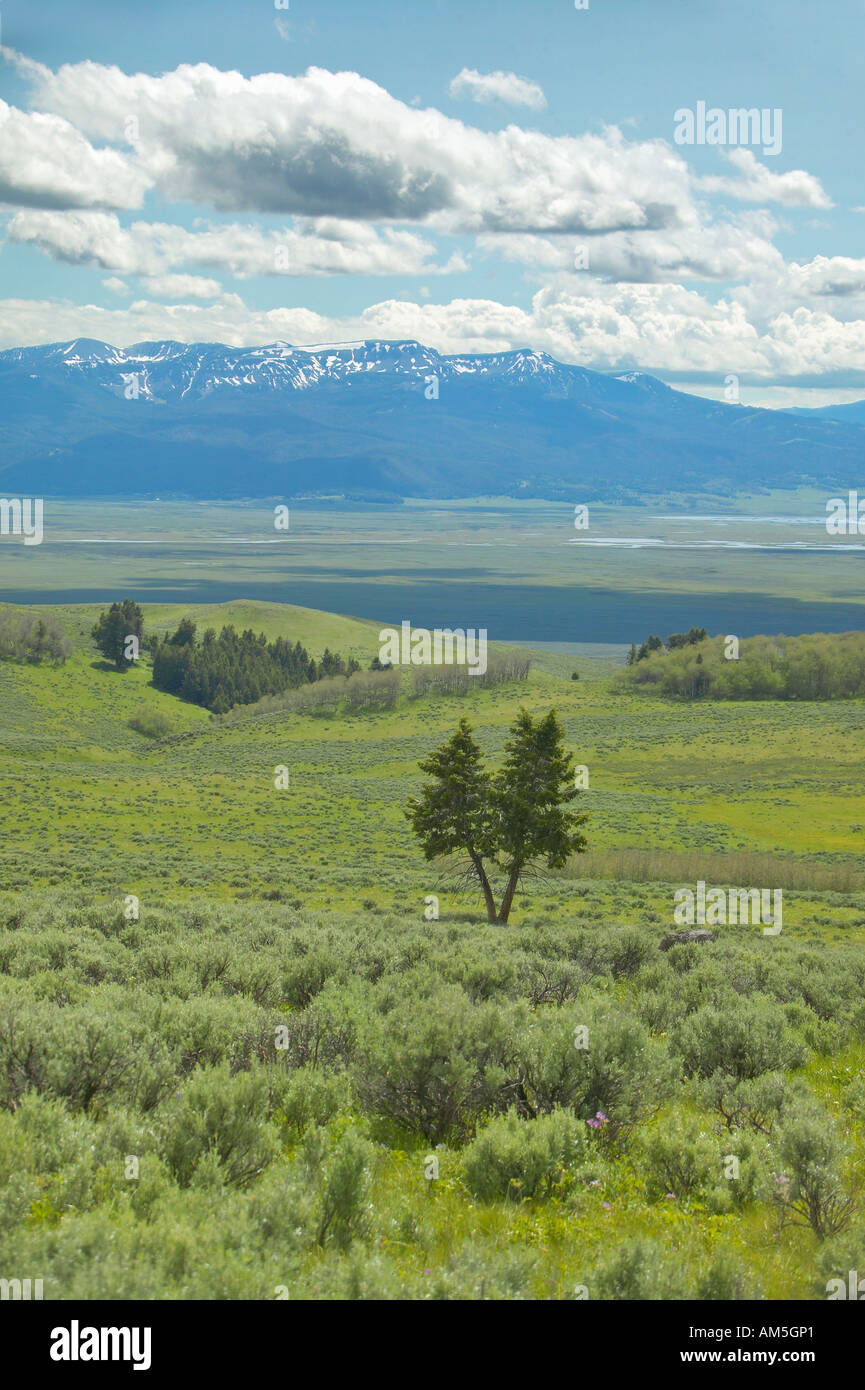 Spring grasslands and flowers in Centennial Valley near Lakeview MT ...