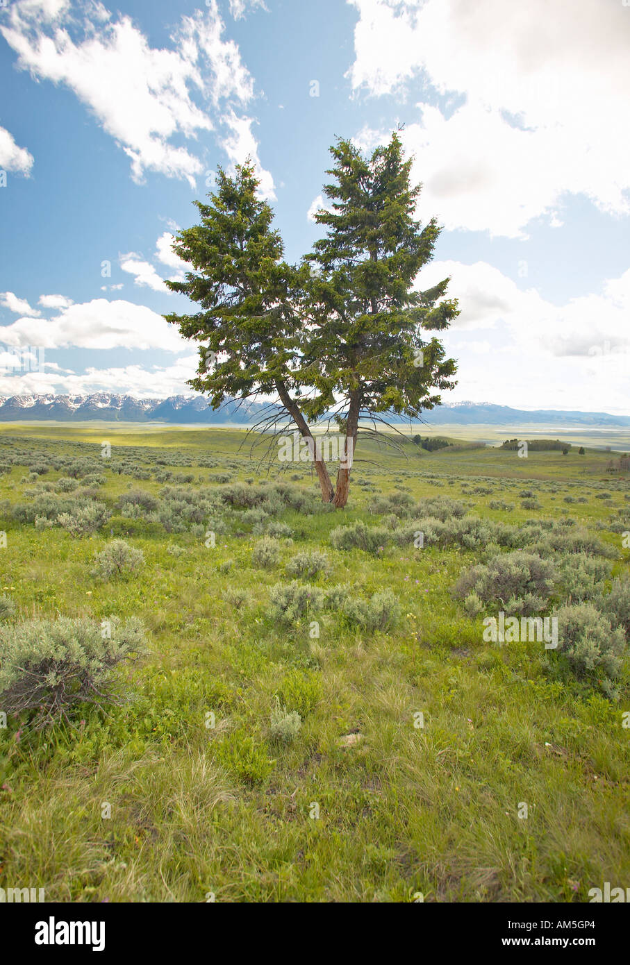 Two trees spring grasslands hi-res stock photography and images - Alamy