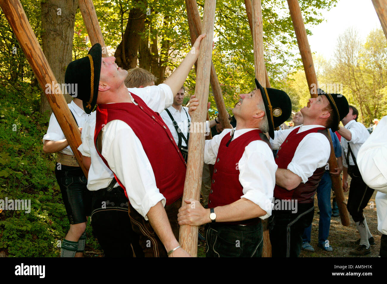 Setting up of the maypole, Graming, Upper Bavaria, Bavaria, Germany ...