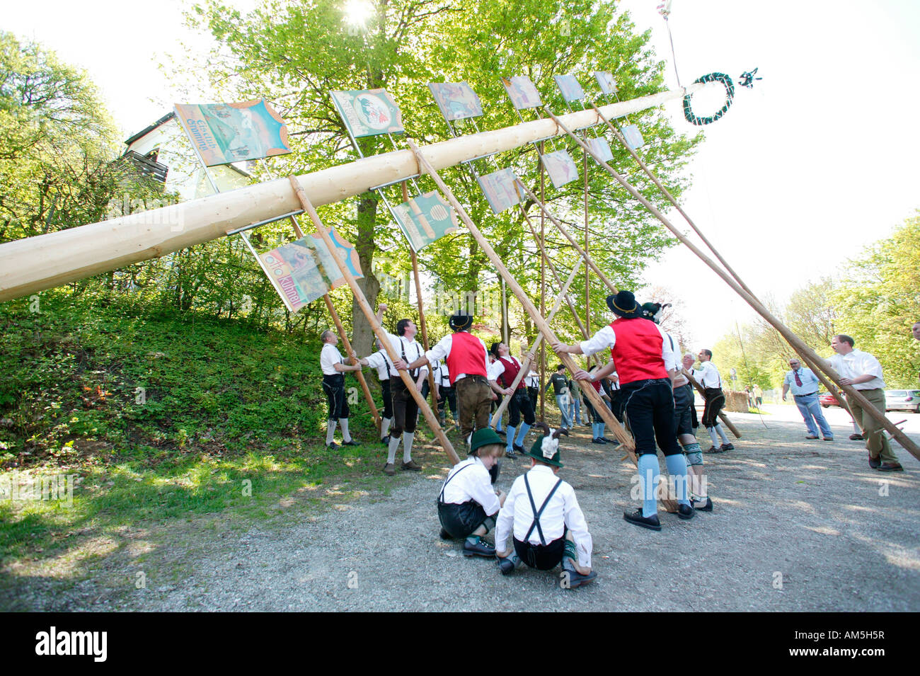 Setting up of the maypole, Graming, Upper Bavaria, Bavaria, Germany ...