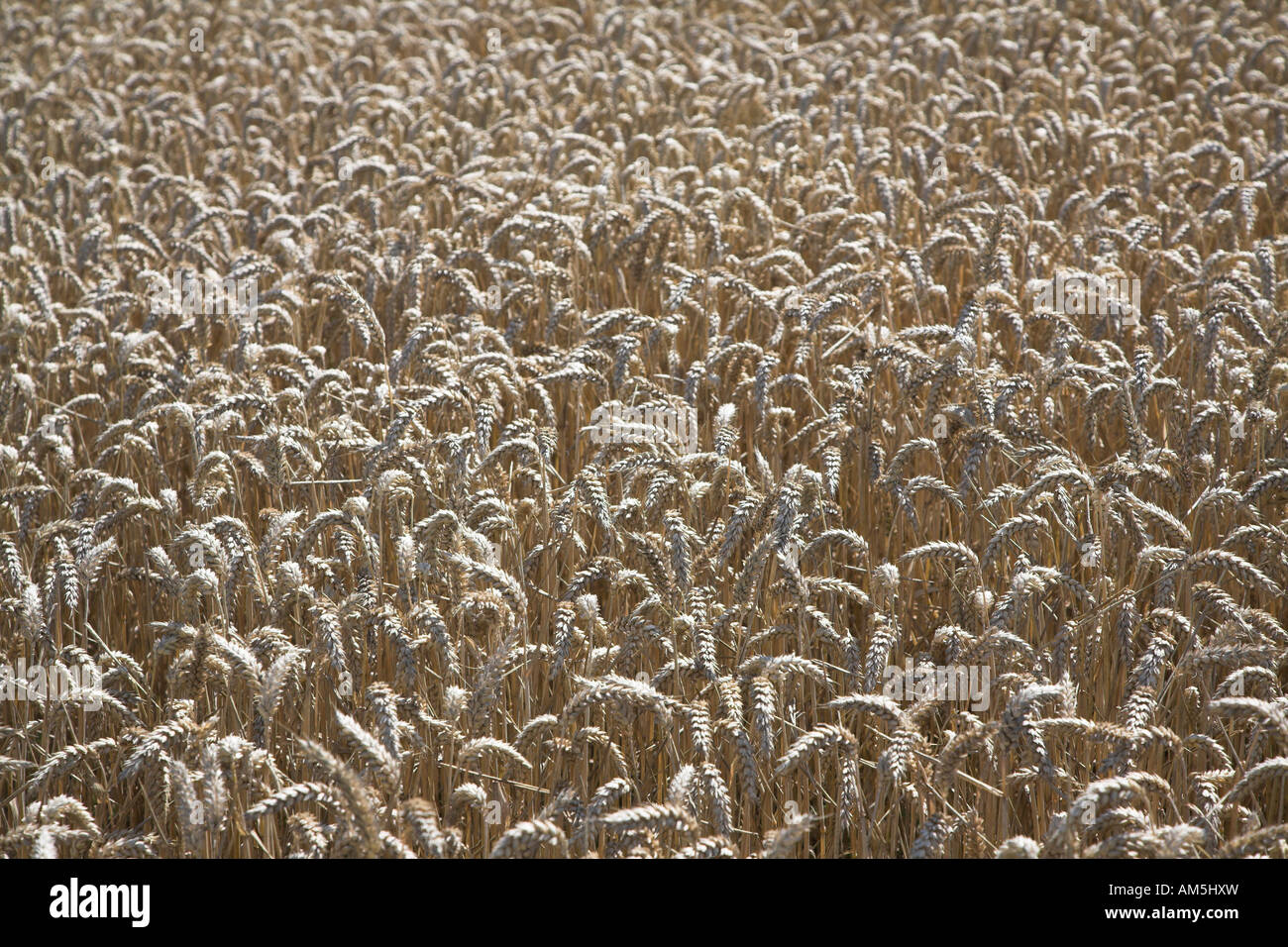 Midday sun hi-res stock photography and images - Alamy