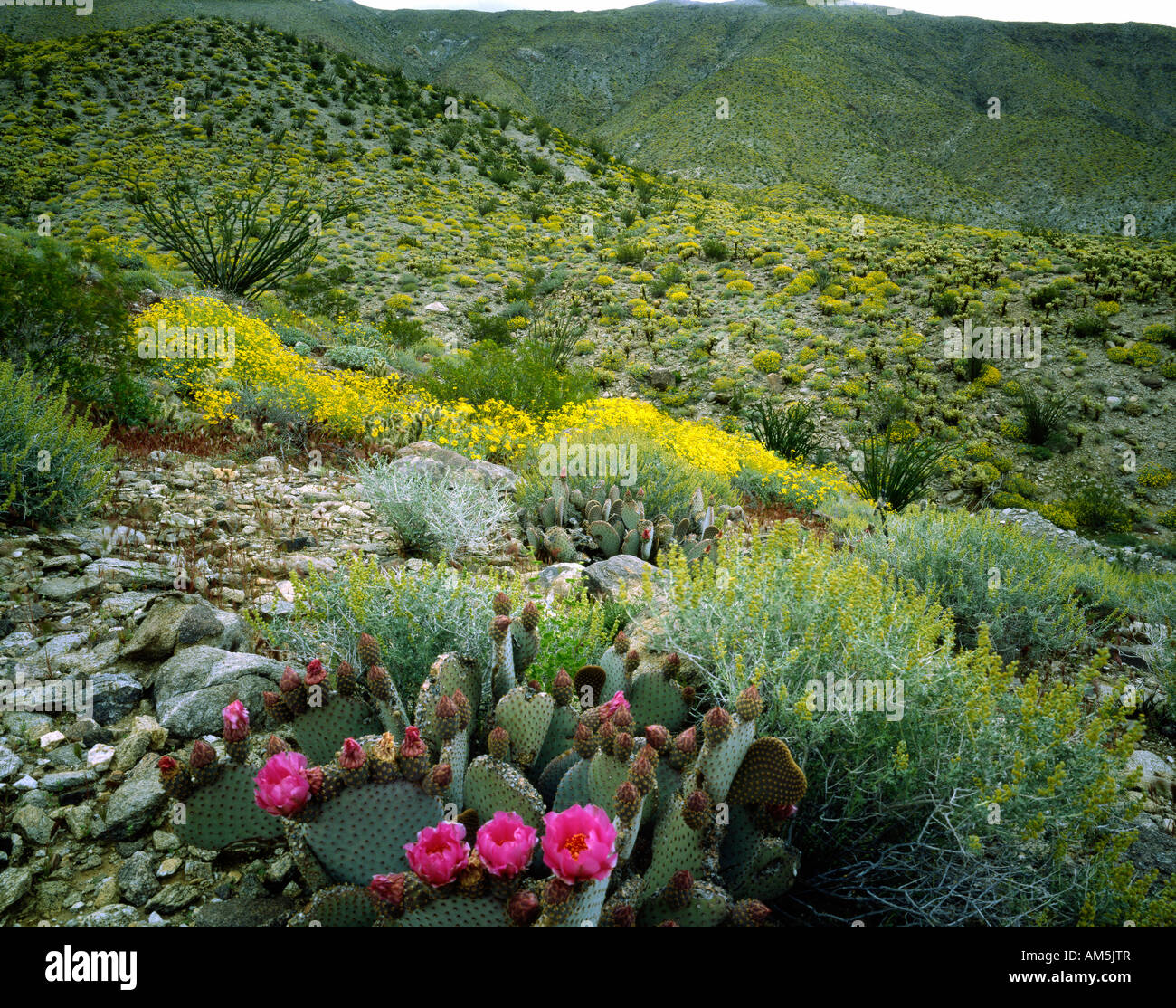 Desert in bloom Stock Photo - Alamy