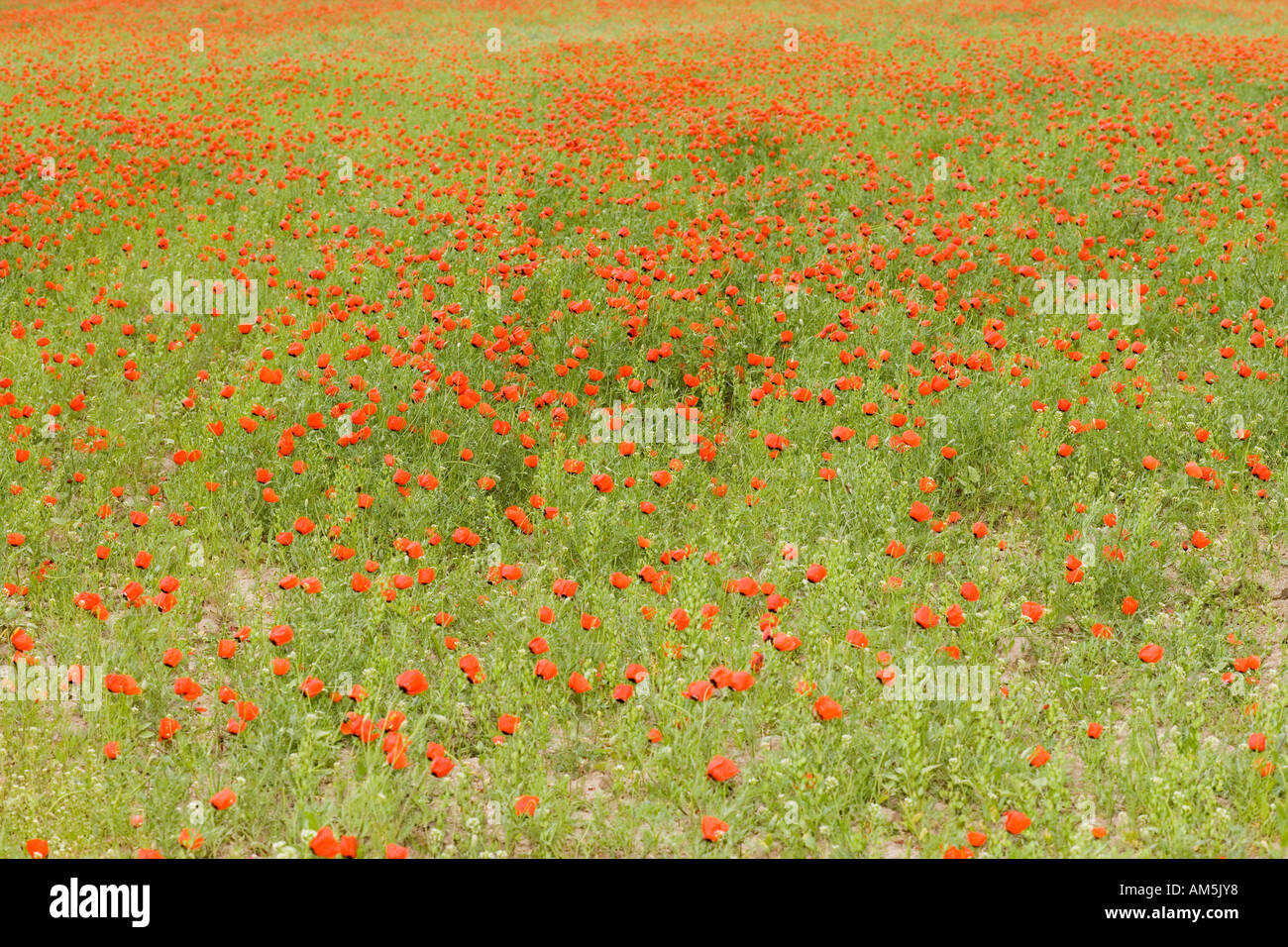 Vivid red poppy field hi-res stock photography and images - Alamy