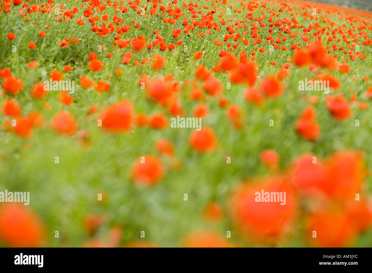 Poppy field in the steppe of Kazakstan near Almaty. Shallow focus view ...