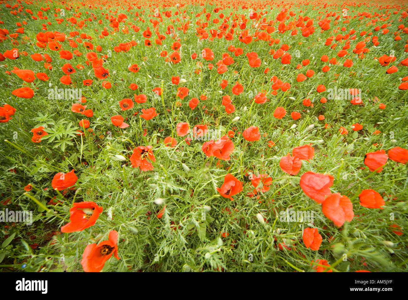 Kazakstan poppy field. "Krasnoye pole" (Red field) in de steppe near ...