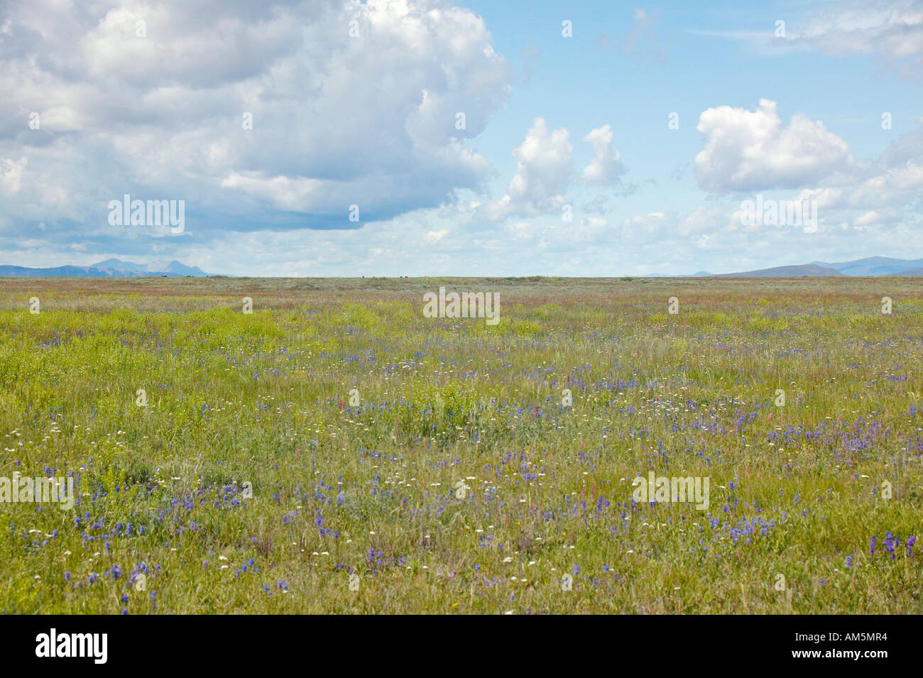 Spring grasslands and mountains in Centennial Valley near Lakeview MT ...