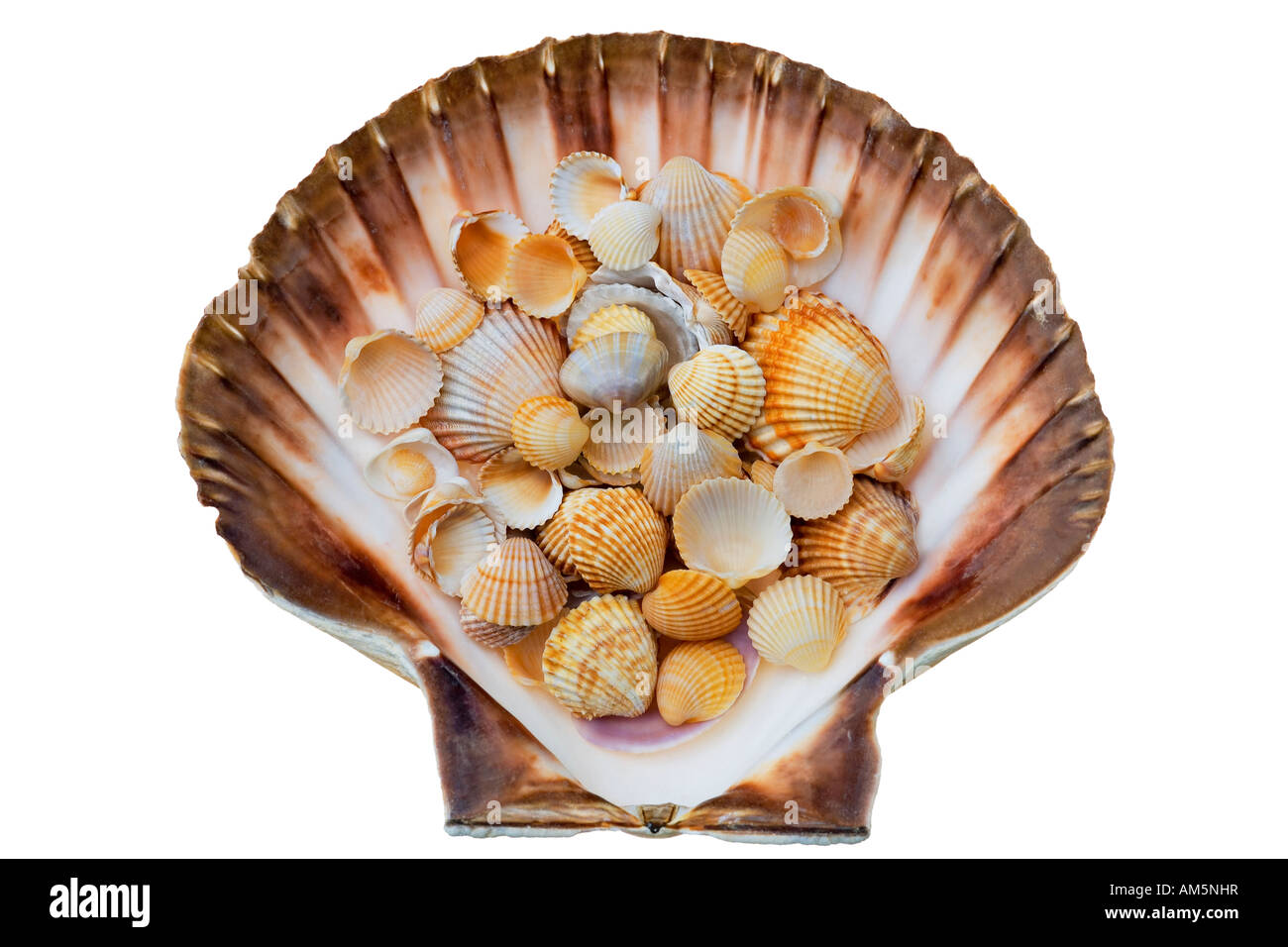 Varied shells hi-res stock photography and images - Alamy