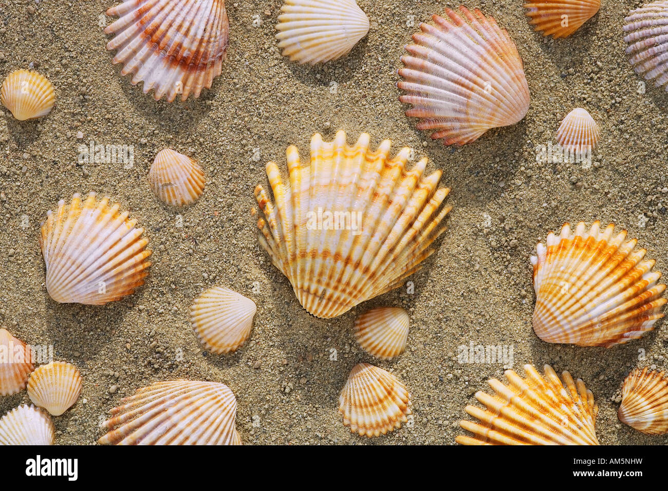 Shells in the sand Stock Photo - Alamy