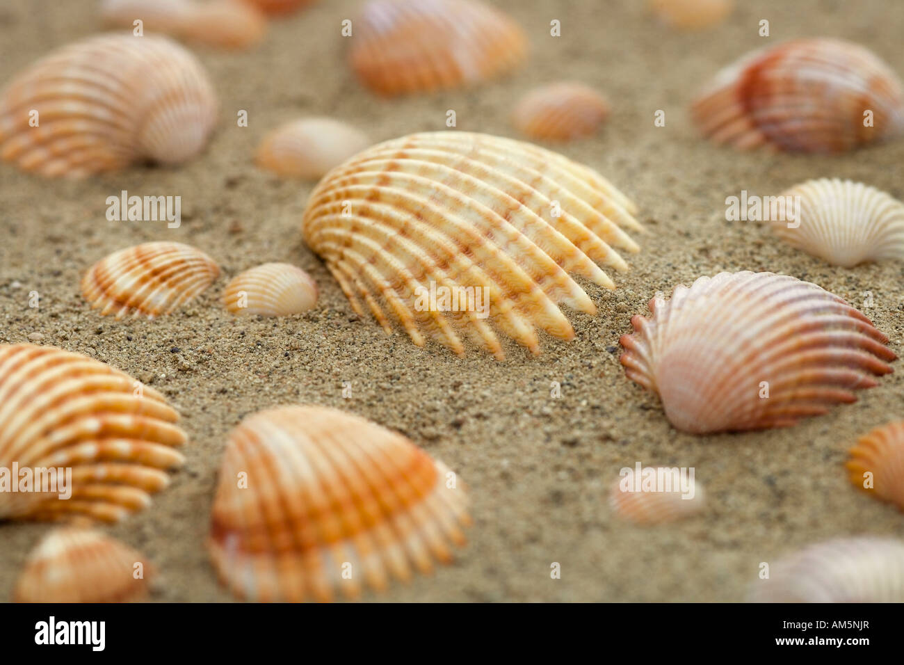 Shells in the sand Stock Photo - Alamy