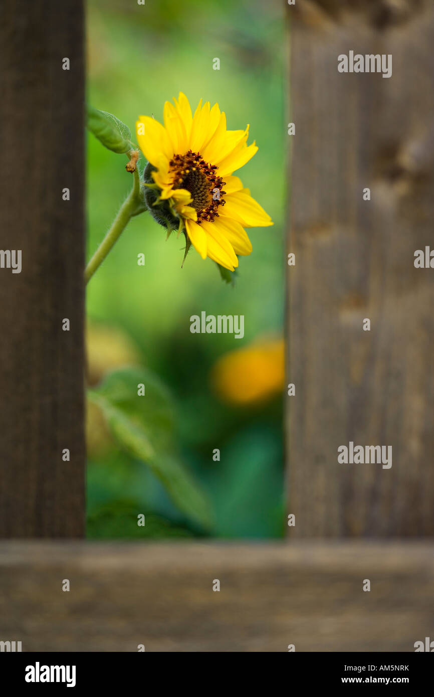 Sunflower behind a garden fence Stock Photo - Alamy